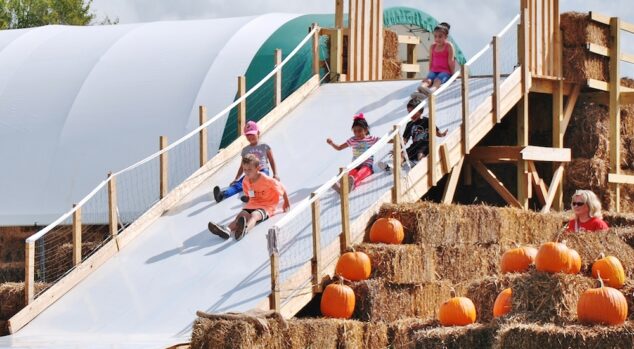 10 Awesome Pumpkin Patches in Houston, TX Your Family Will Love ...