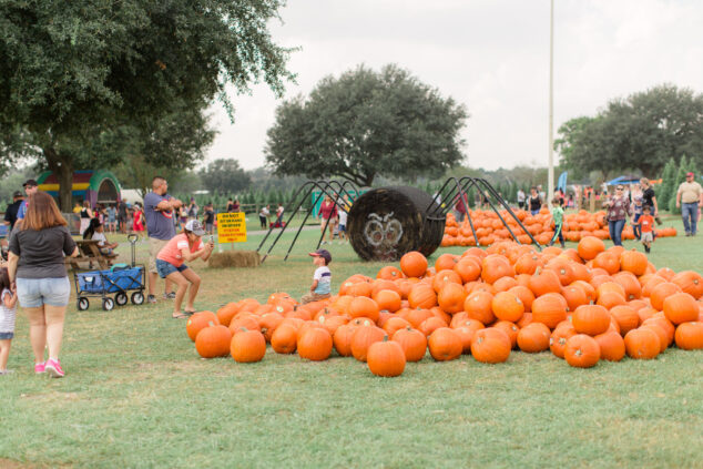 10 Awesome Pumpkin Patches in Houston, TX Your Family Will Love ...