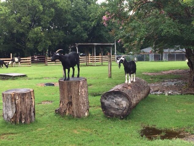 Fun Activities For Kids at Bluebird Gap Farm - ZuzuForKids