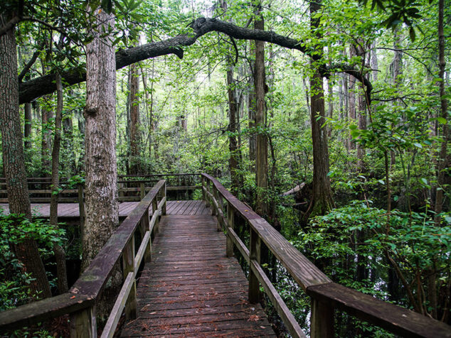 A Family Camping Trip at First Landing State Park - ZuzuForKids