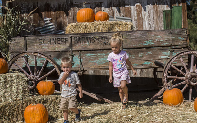 Fun Activities for Kids at Schnepf Farms - ZuzuForKids
